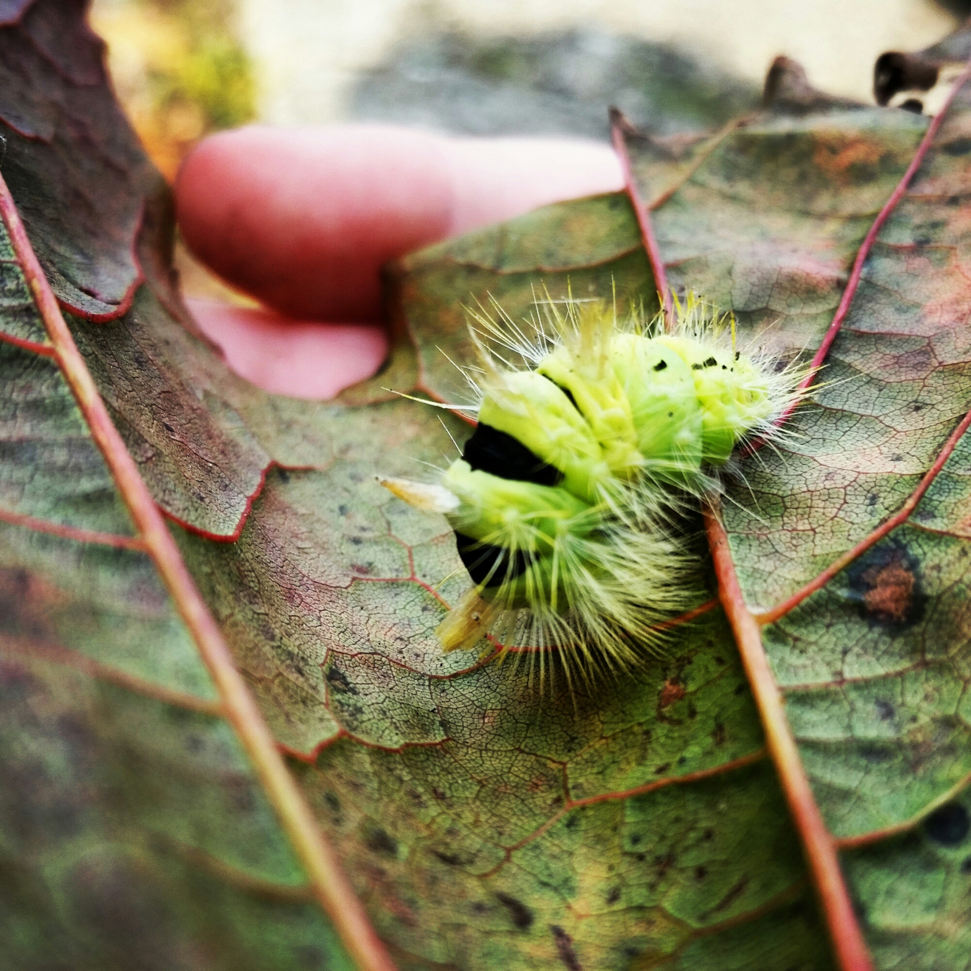 Daizee-Mai Brings Home A Friend From Nursery!! | We Are The Duncan's