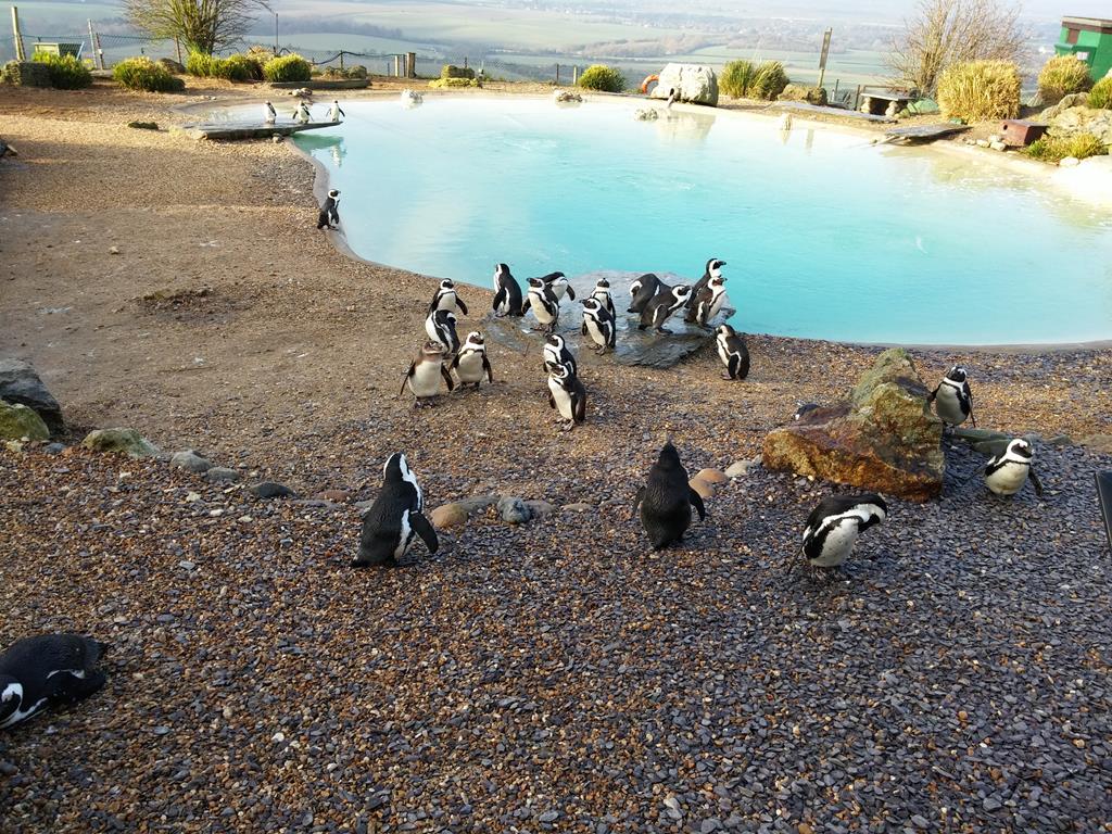 ZSL Whipsnade Zoo - Daizee-Mai's Pre-Birthday Trip